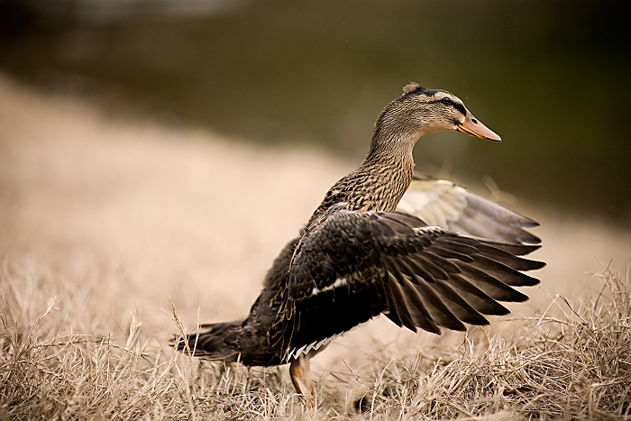 Click on an image to see a larger version.